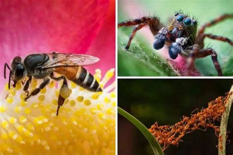 Image result for Cricket Insect Communication