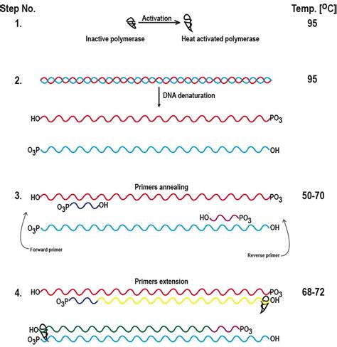 Image result for PCR Tutorial for Absolute Beginners