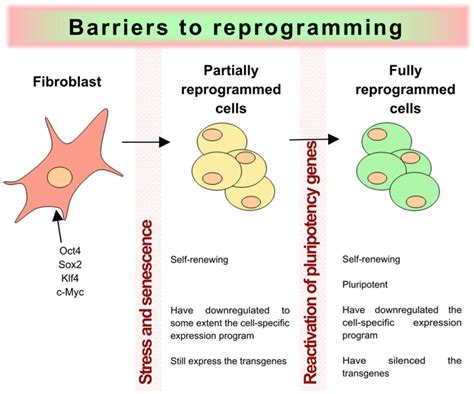 Image result for Stem Cell Reprogramming