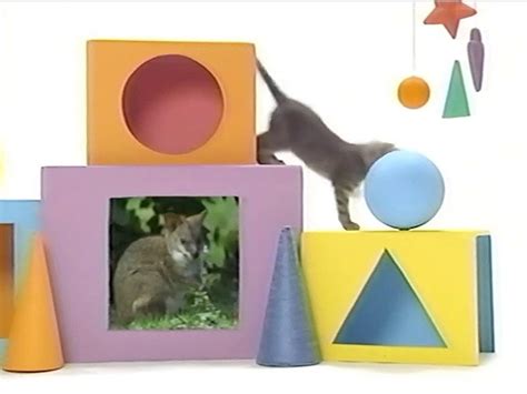 Image result for KidVision Real Animals