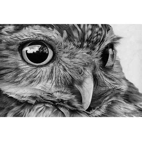 Image result for Graphite Drawing of Owl