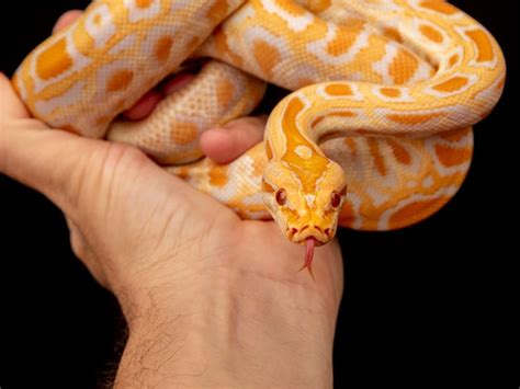 Image result for Silver Reticulated Python