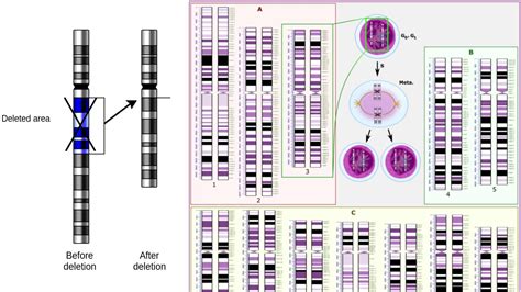 Image result for Operon Types