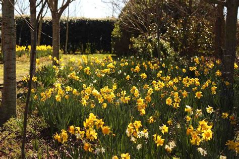 Image result for To Spring Up