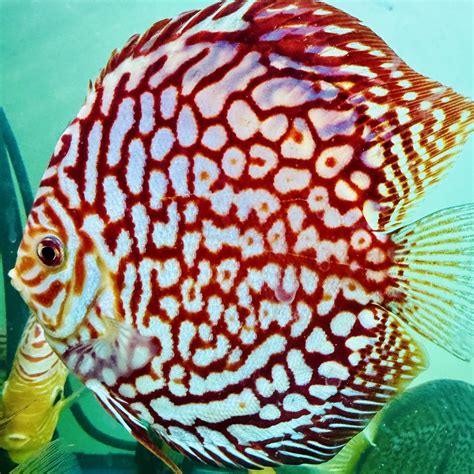 Image result for Most Expensive Discus Fish