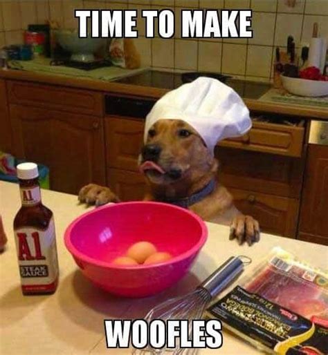 Funny Dog Memes I Top 50 of All Time I World Wide Interweb