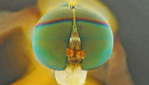 Image result for Fly Vision Stimulus
