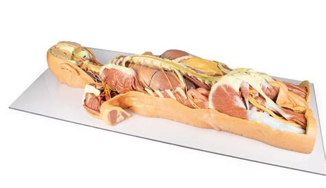 Image result for Nervous System Dissection