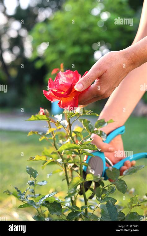 Image result for Pruning Shrub Roses in Spring