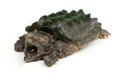 Can You Keep An Alligator Snapping Turtle As A Pet? - Turtle Pet Guide