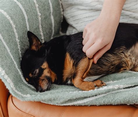 Image result for Dogs Back Legs Shake