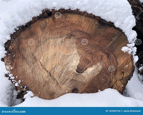 Image result for Snow Fallen Tree Log