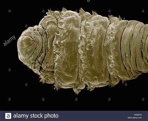 Image result for Human Botfly