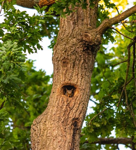 Image result for Printable Pictures Harrow