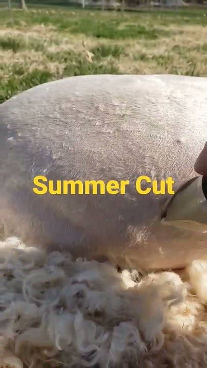 Image result for Cockapoo Shorts