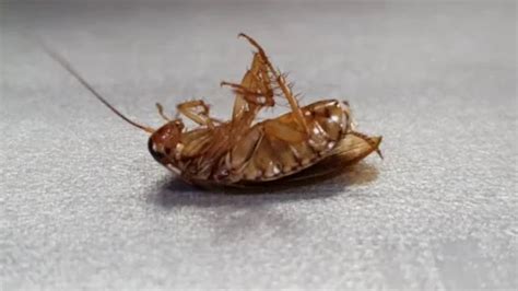 Image result for Cockroach On Its Back