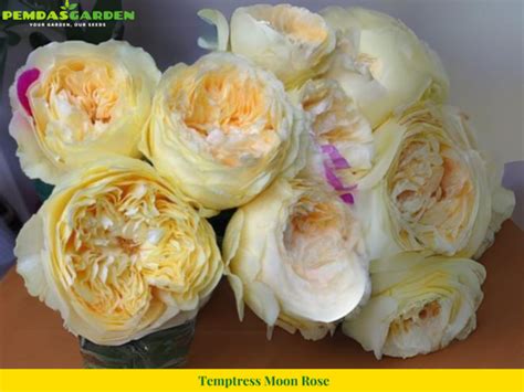 Image result for Color Changing Rose Bush