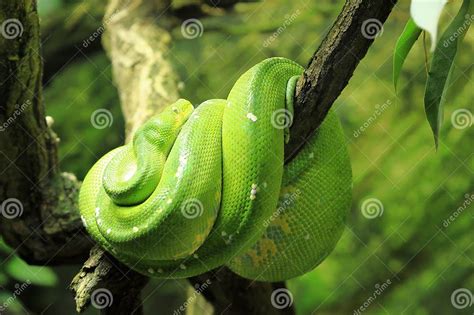 Image result for Green Tree Python Snake
