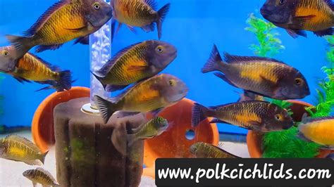 Image result for Angels Plus Angelfish