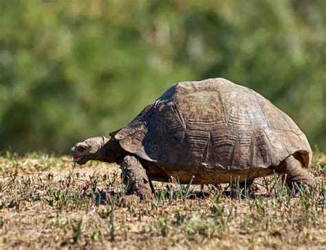 Image result for Turtle Tortoise