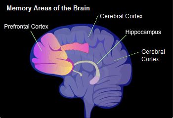 Image result for Brain Memory System