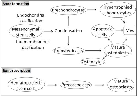 Image result for Bone Formation Process