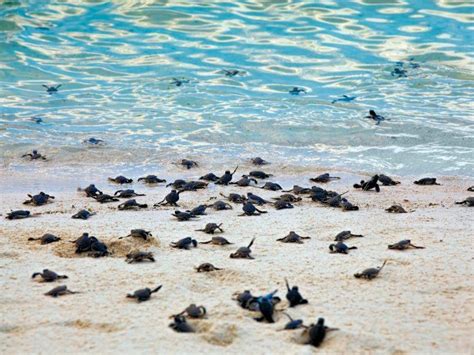 Image result for Turtle Hatching