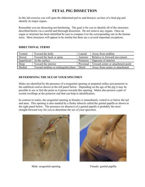 Image result for Fetal Pig Dissection Tutorial