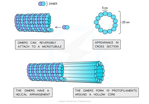 Image result for Cell Structure Revision Notes