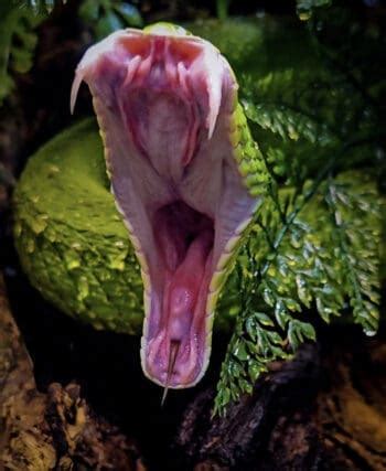 Image result for ASP Snake Fangs