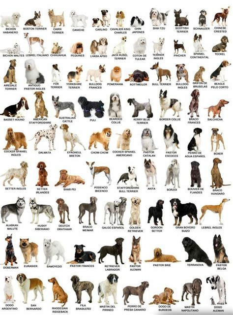 Image result for Normal Dog List
