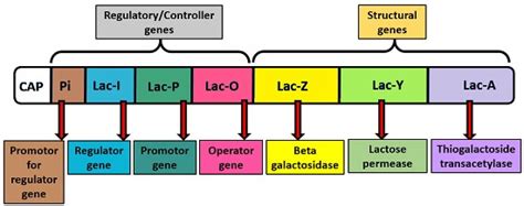 Image result for Lac Operon Positive Control