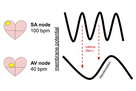 Image result for AV Node