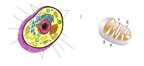Animal Cell / Mitochondria Labeling Diagram | Quizlet