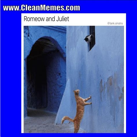 Image result for Random Cat Memes Clean