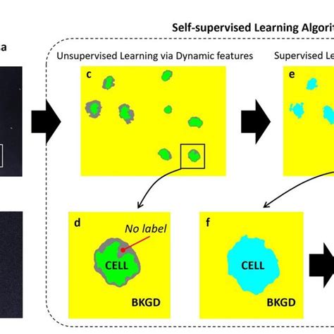 Image result for Self-Supervision Algorithm Training Step