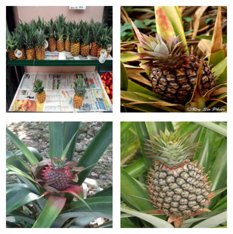 Image result for Code Metadata