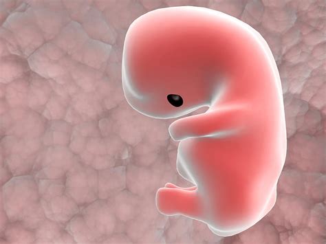 Image result for Embryo Development