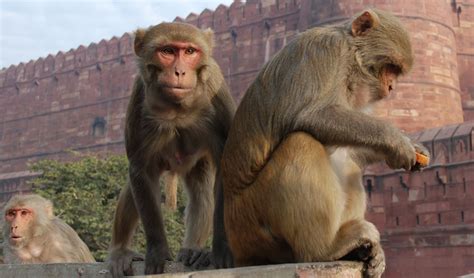 Image result for Macaque Behavior