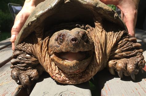 Image result for Cute Snapping Turtle