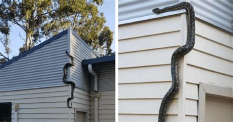 Image result for Python Climbing Kitchen Wall
