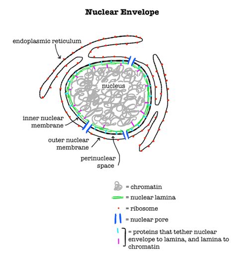 Image result for Nuclear Envelope Function