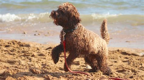 Image result for Cockapoo Tremours