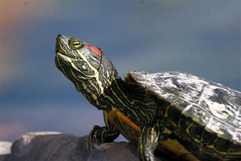 Image result for Red Ear Slider Turtle