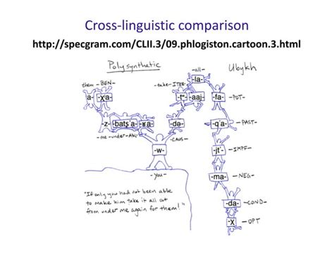 Image result for Morphological Convergence Examples