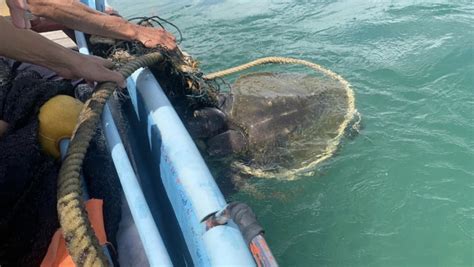 Image result for How to Catch a Turtle with a Net