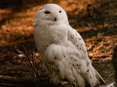 Image result for Wolves Calgary Zoo