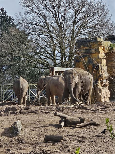 Image result for Chester Zoo Wolves