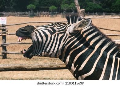 Image result for Smiling Zebra