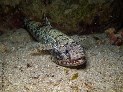 Image result for Lizard Fish
